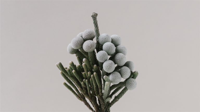 Kaaps groen Archives - Odilia Flowers