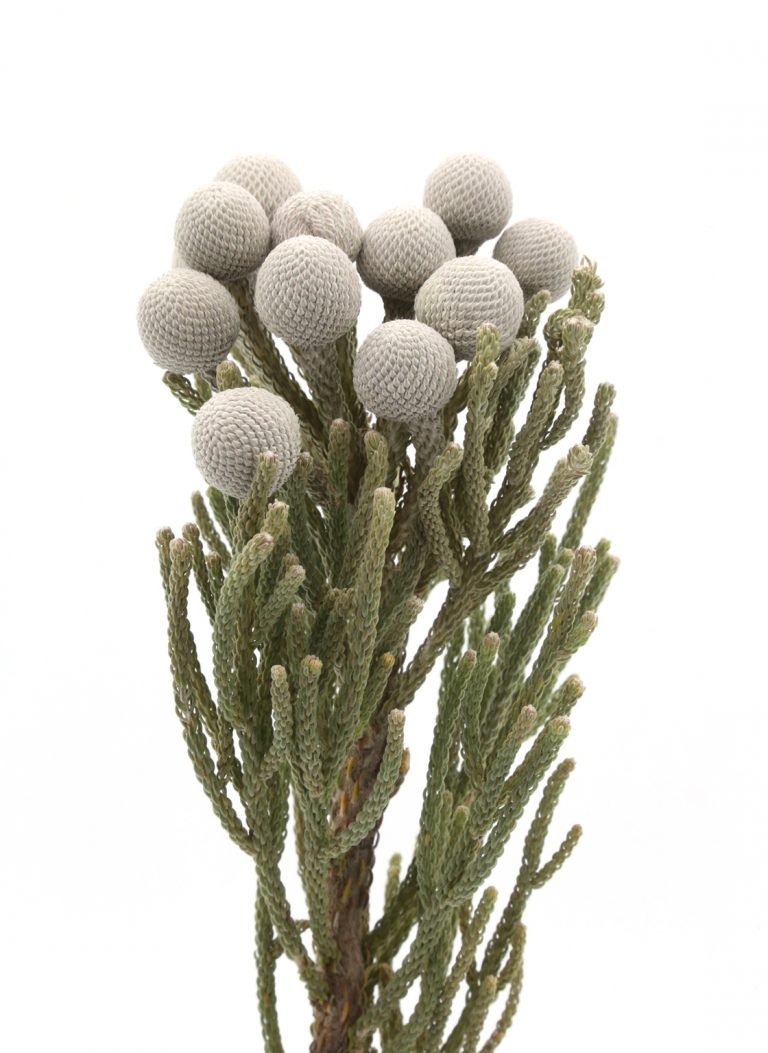 Cape Green Silver Brunia - Odilia Flowers