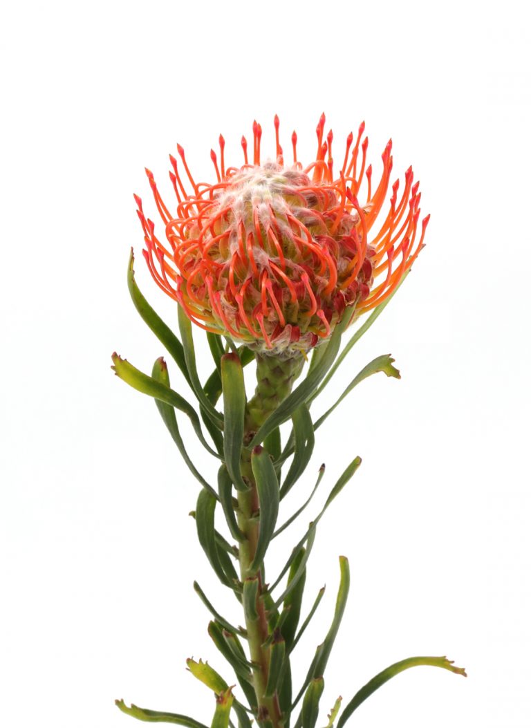 Nutans Tango - Odilia Flowers
