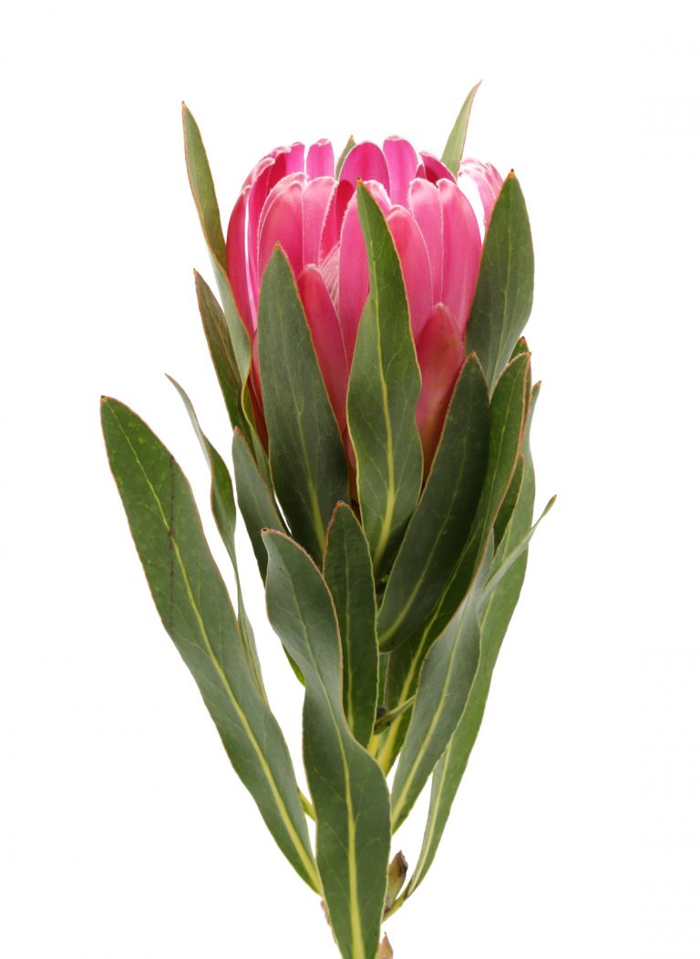 Protea Brenda - Odilia Flowers